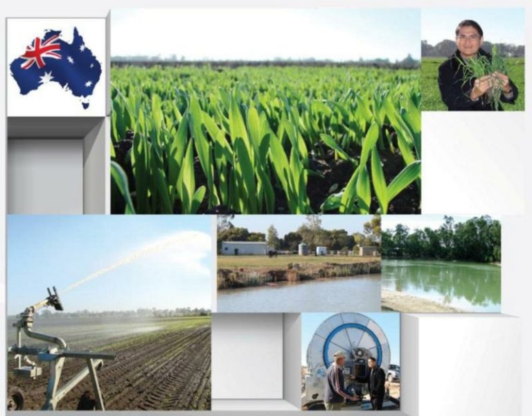 Organic Wheatgrass Plantation in Australia 澳洲有机小麦草培植地 - YIGAHO ...